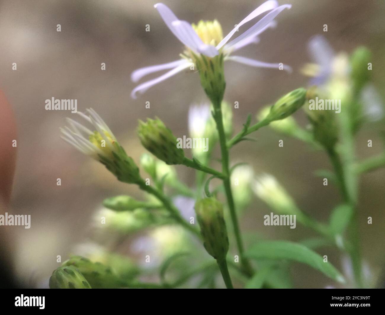 Common Blue Wood Aster (Symphyotrichum cordifolium) Plantae Stock Photo ...