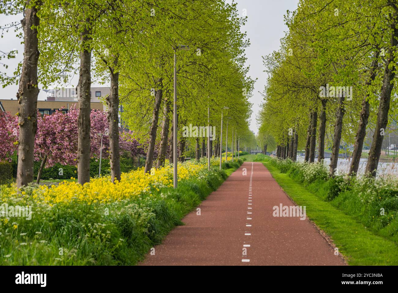 Spring cherry blossom garden and Rapeseed field at Kanaalweg in ...