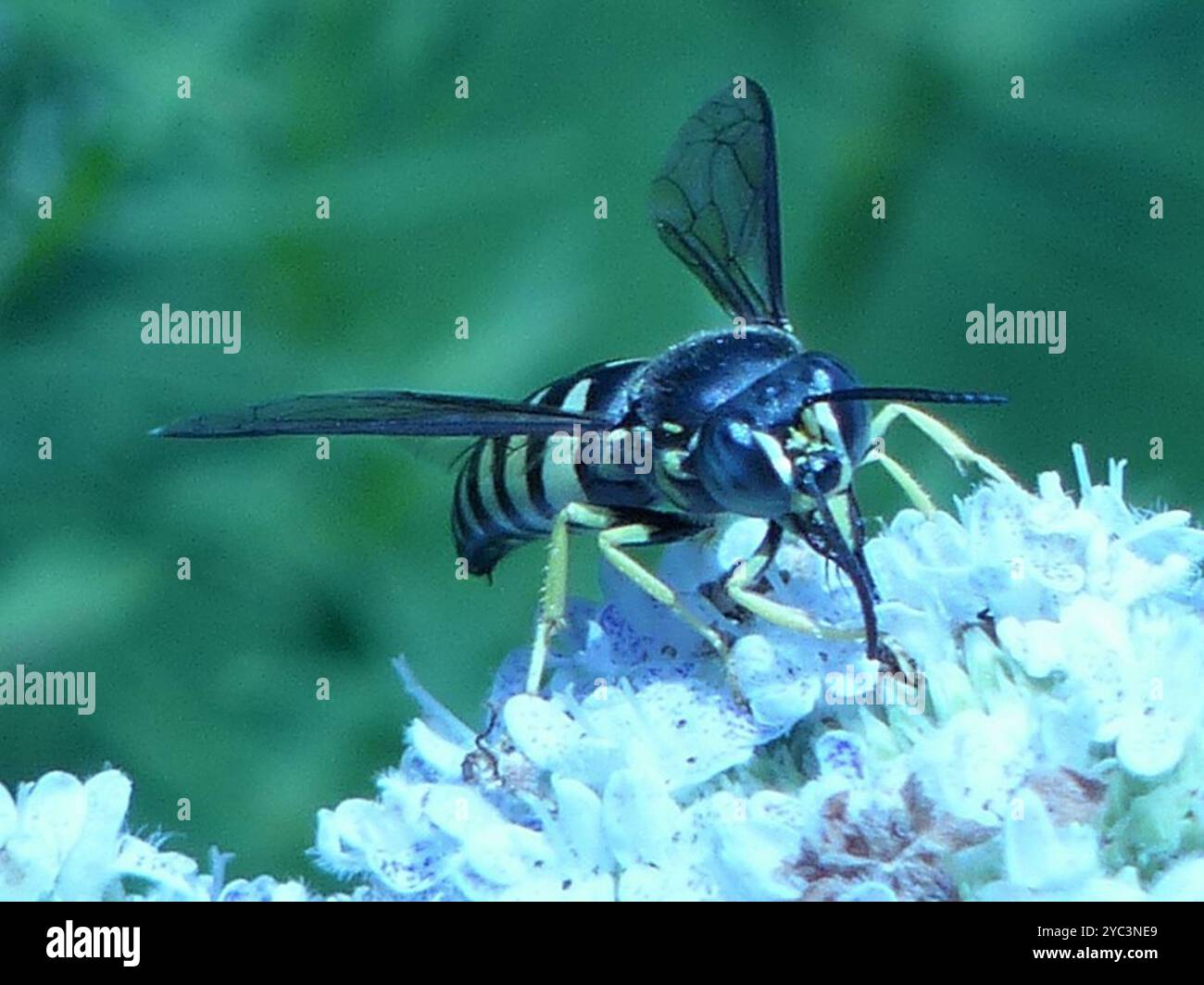 Four-banded Stink Bug Wasp (Bicyrtes quadrifasciatus) Insecta Stock ...