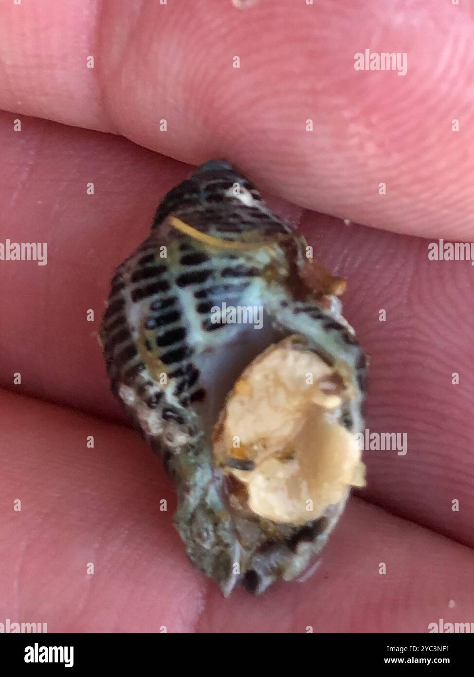 Spotted Unicorn (Acanthinucella punctulata) Mollusca Stock Photo - Alamy