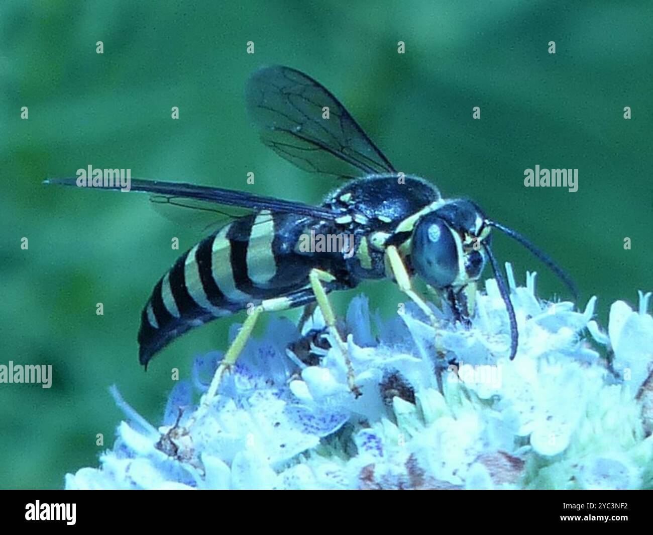 Four-banded Stink Bug Wasp (Bicyrtes quadrifasciatus) Insecta Stock ...