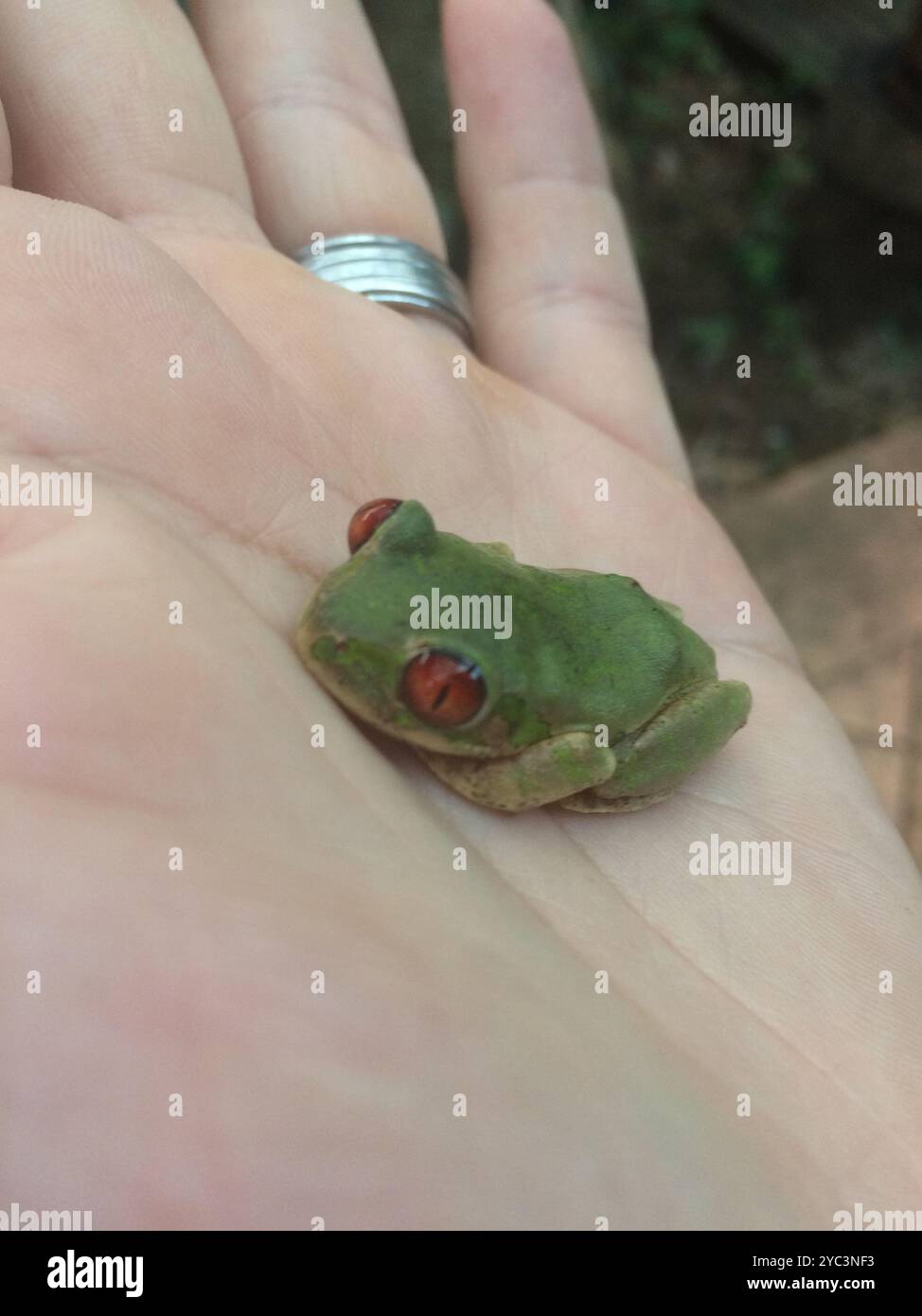 Natal Forest Tree Frog (Leptopelis natalensis) Amphibia Stock Photo - Alamy