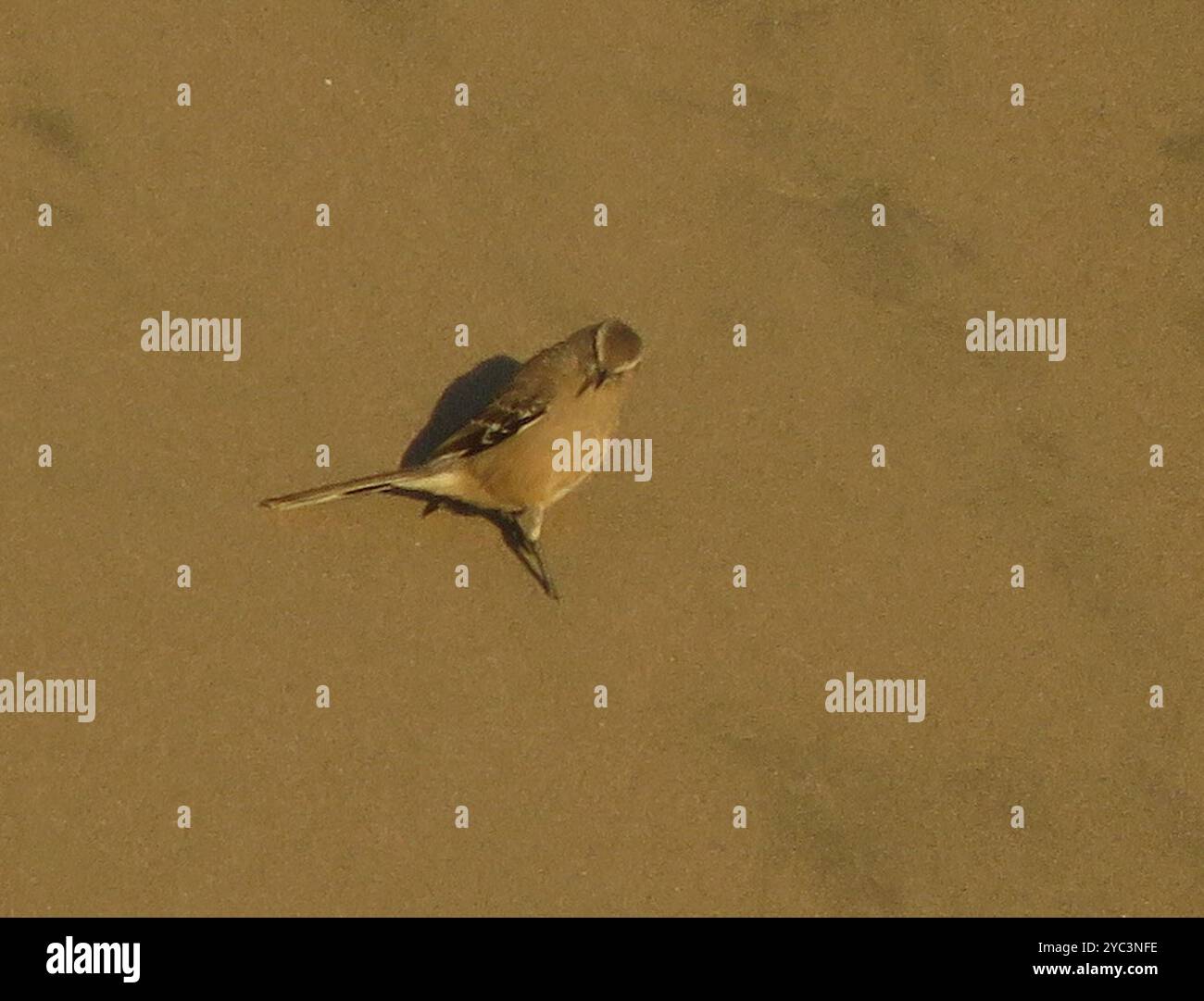 Patagonian Mockingbird (Mimus patagonicus) Aves Stock Photo - Alamy