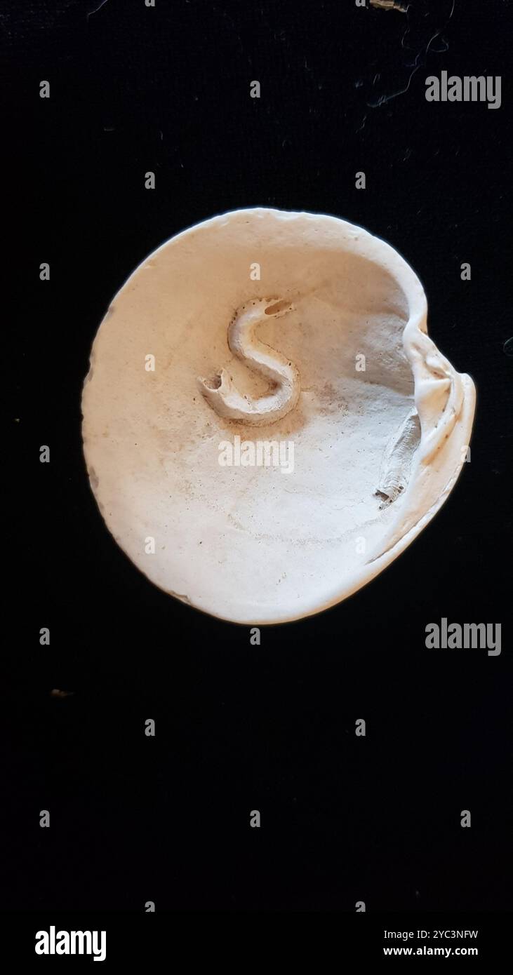 Dosinia hi-res stock photography and images - Alamy