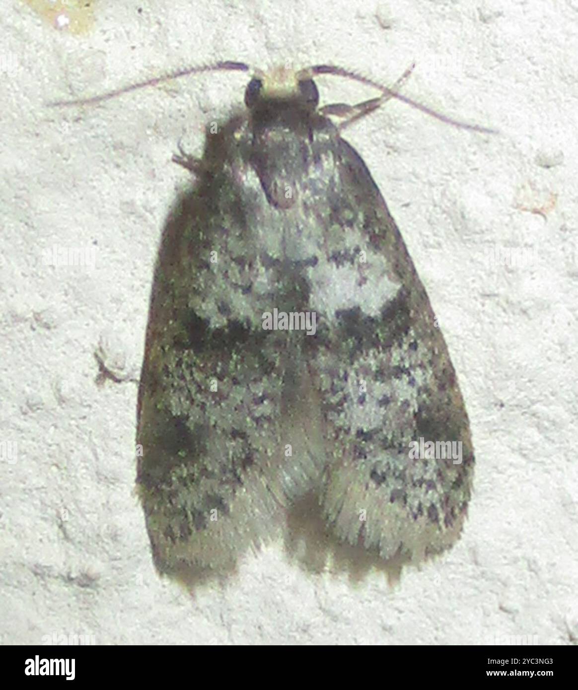 Butterflies and Moths (Lepidoptera) Insecta Stock Photo - Alamy