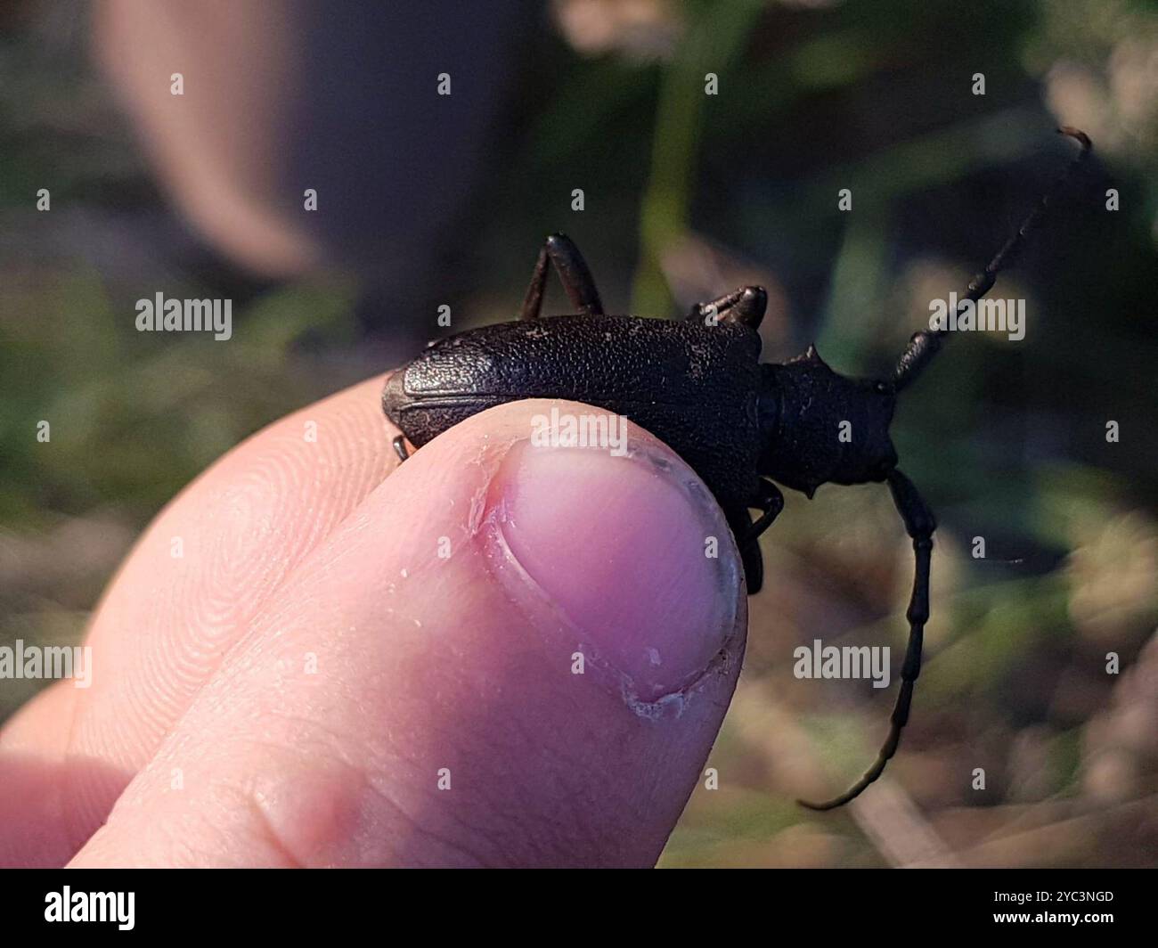 Weaver beetle (Lamia textor) Insecta Stock Photo - Alamy
