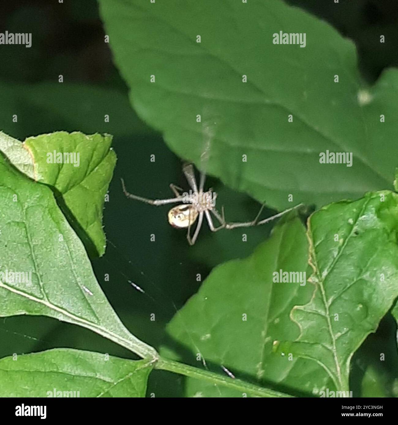 Common candy-striped spider (Enoplognatha ovata) Arachnida Stock Photo ...
