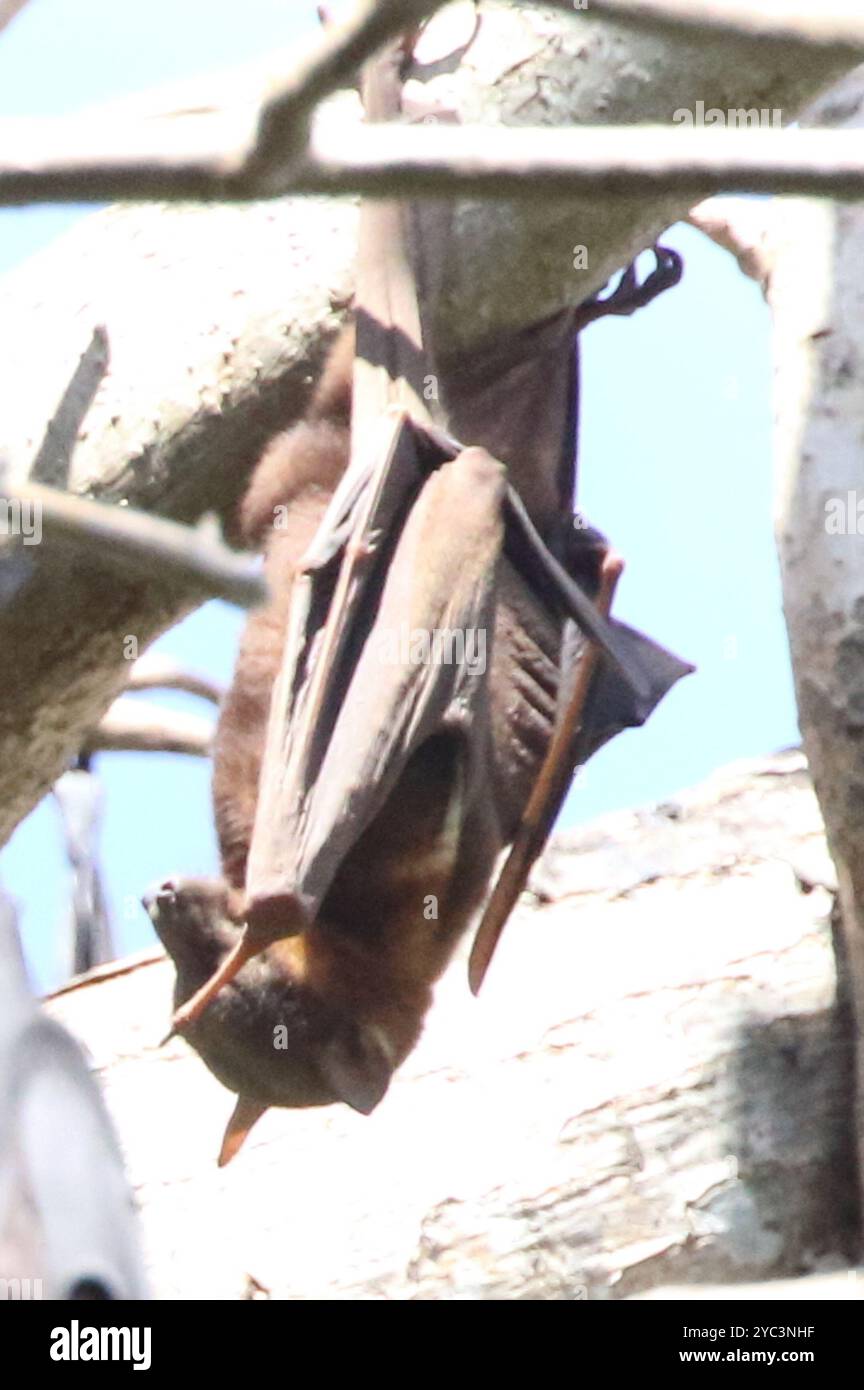 Little Red Flying-fox (Pteropus scapulatus) Mammalia Stock Photo - Alamy