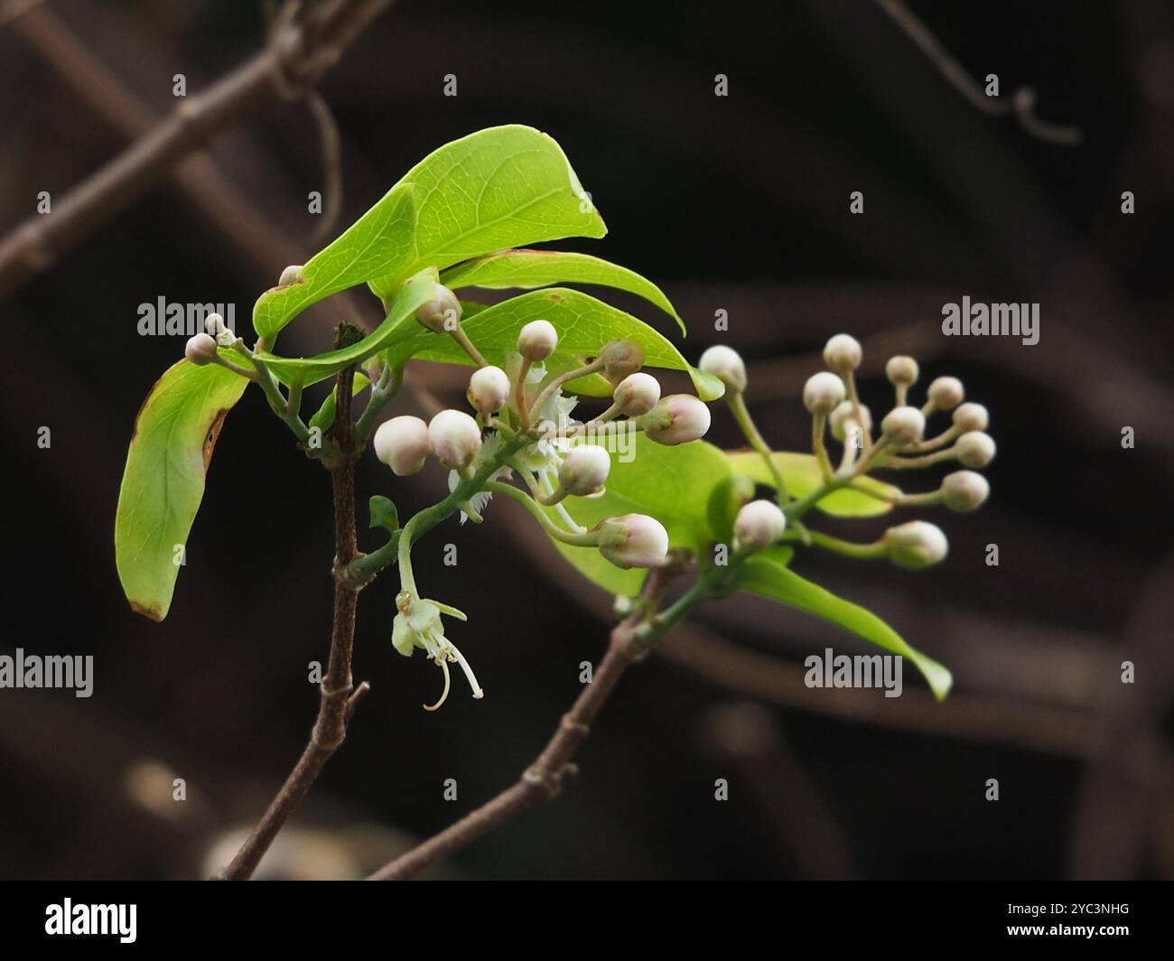 Hiptage (Hiptage benghalensis) Plantae Stock Photo - Alamy