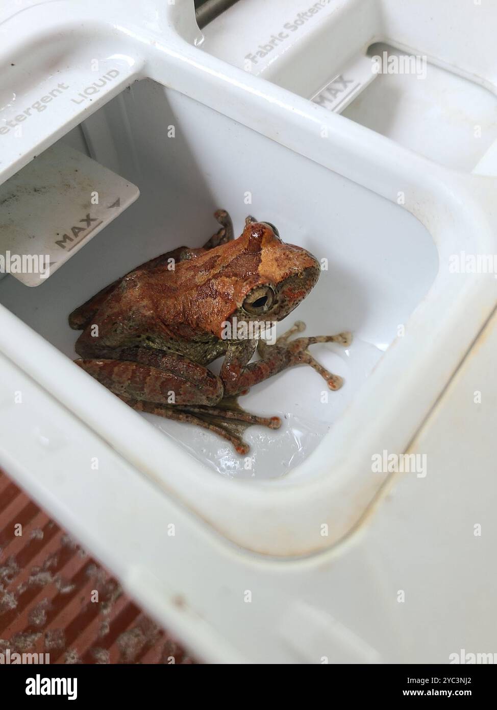 Robust Kajika Frog (Buergeria robusta) Amphibia Stock Photo - Alamy
