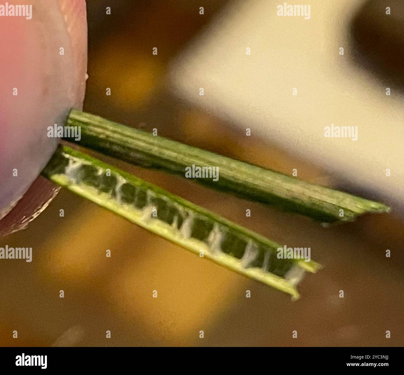 Hard Rush (Juncus inflexus) Plantae Stock Photo - Alamy