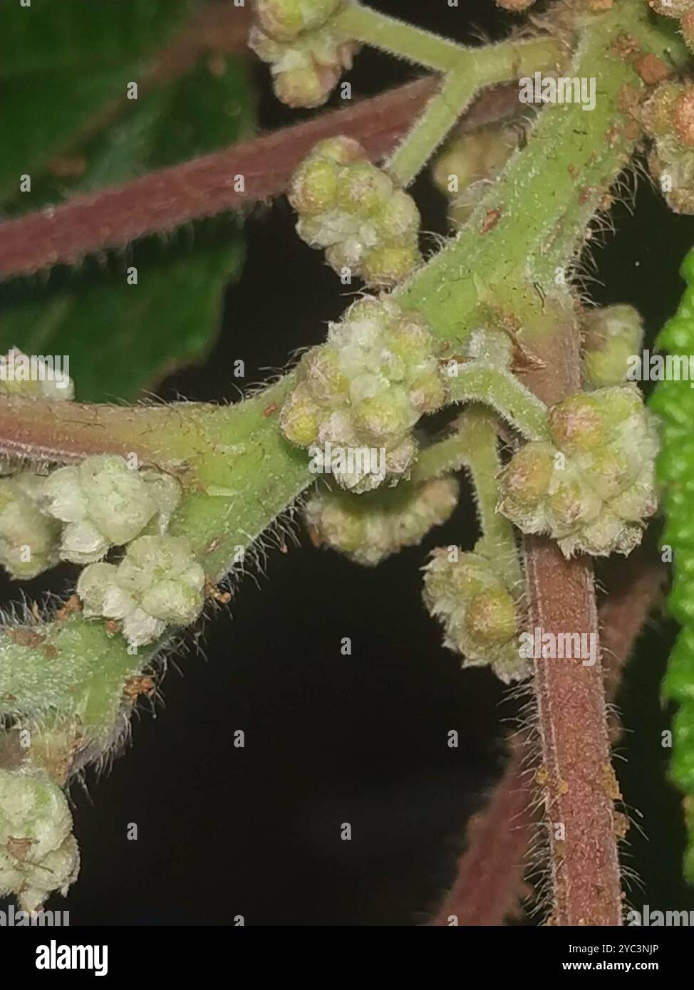 orange wild rhea (Debregeasia longifolia) Plantae Stock Photo - Alamy