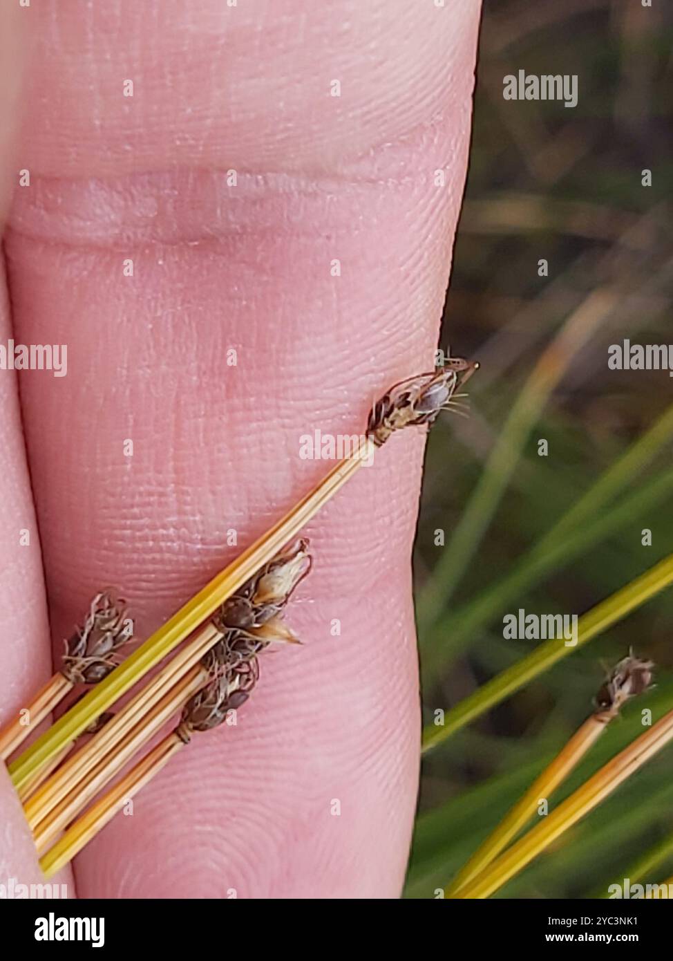 Tufted Bulrush (Trichophorum cespitosum) Plantae Stock Photo - Alamy