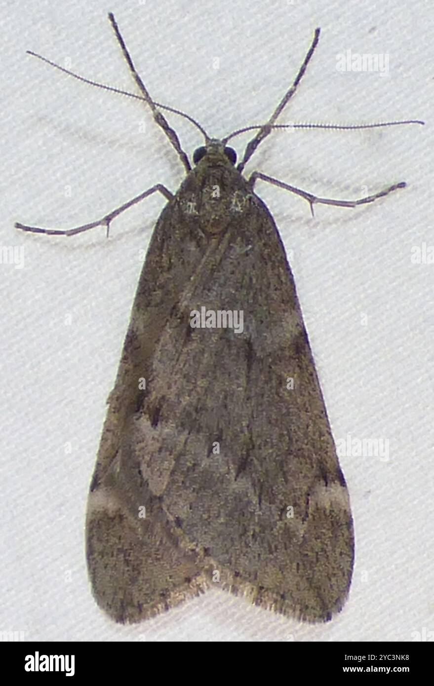 Fall Cankerworm Moth (Alsophila pometaria) Insecta Stock Photo - Alamy