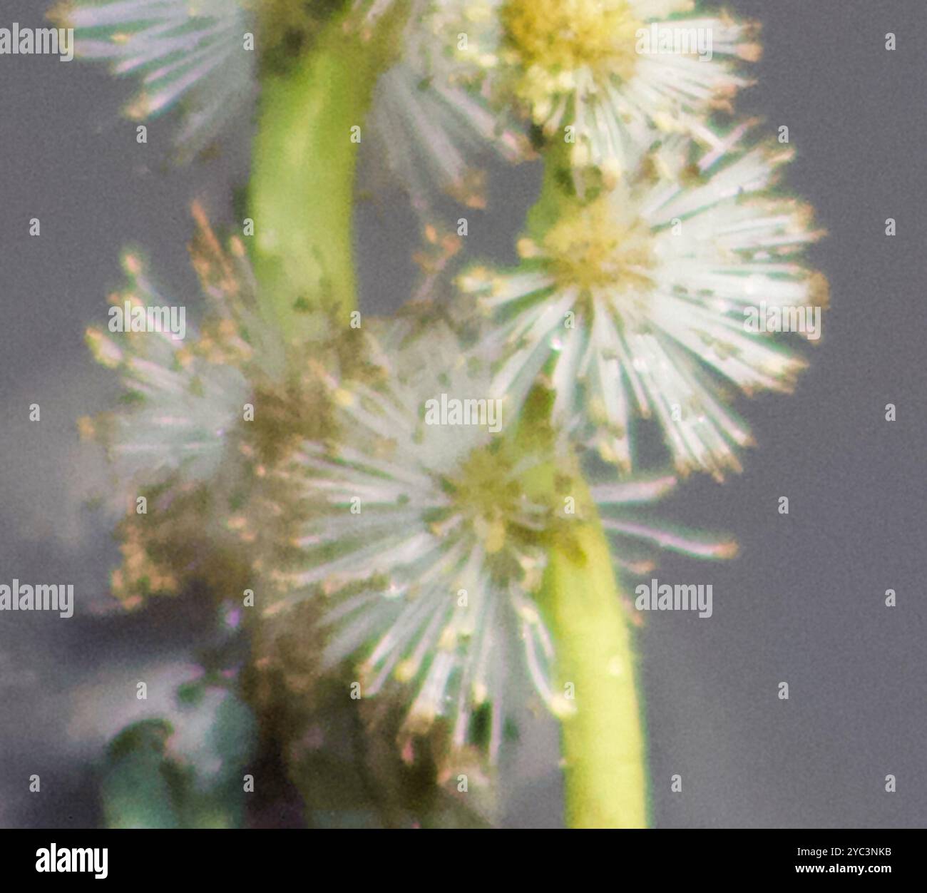 Floating Bur-reed (Sparganium fluctuans) Plantae Stock Photo - Alamy