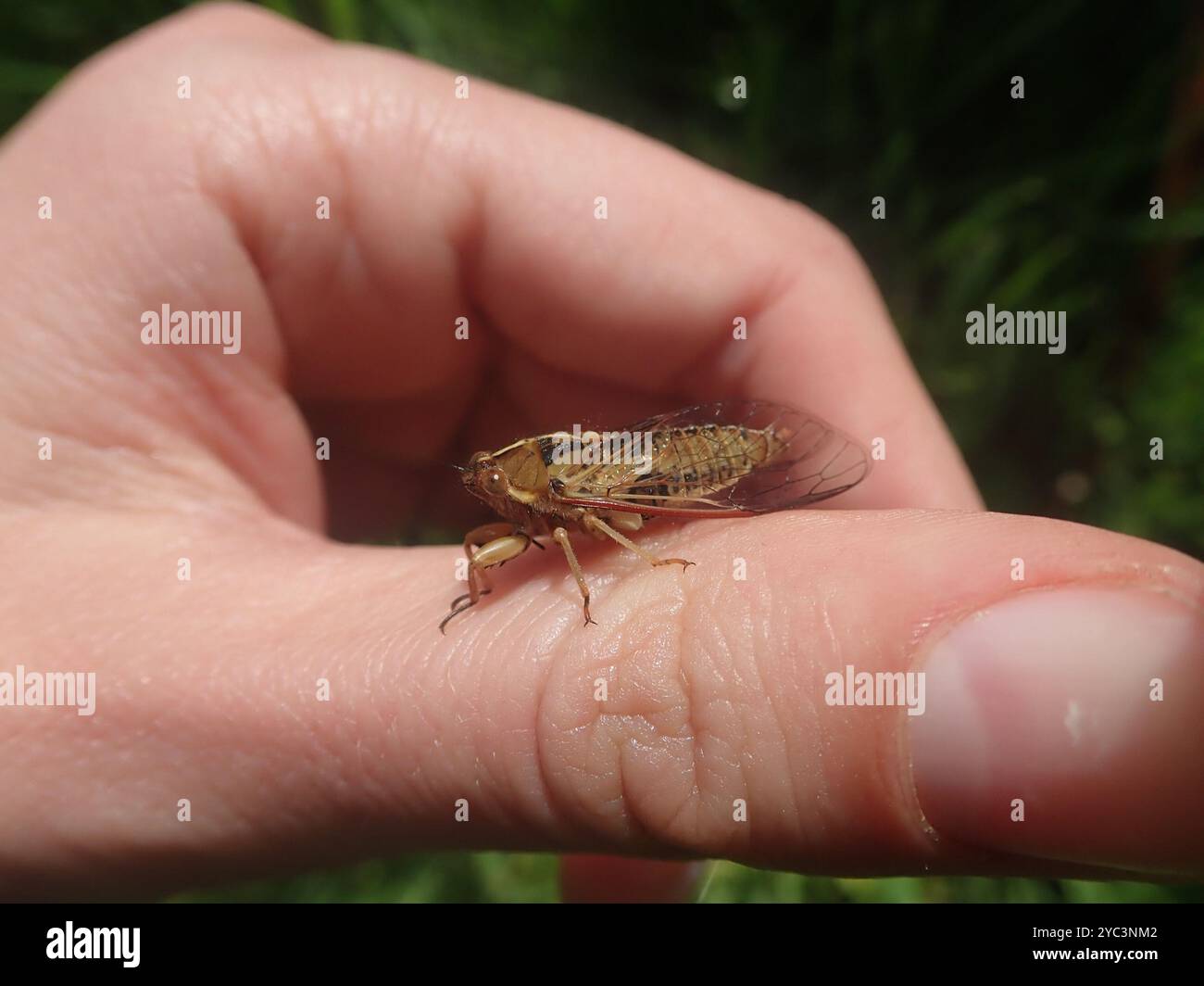 Variable Cicada (Kikihia muta) Insecta Stock Photo - Alamy