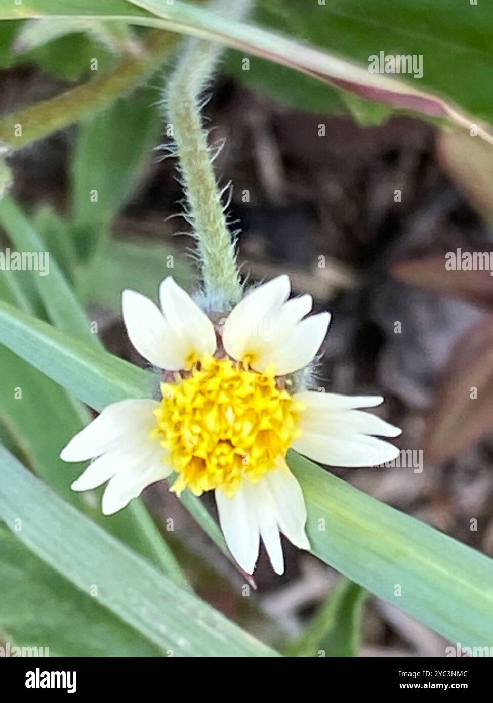 Tridax daisy (Tridax procumbens) Plantae Stock Photo - Alamy
