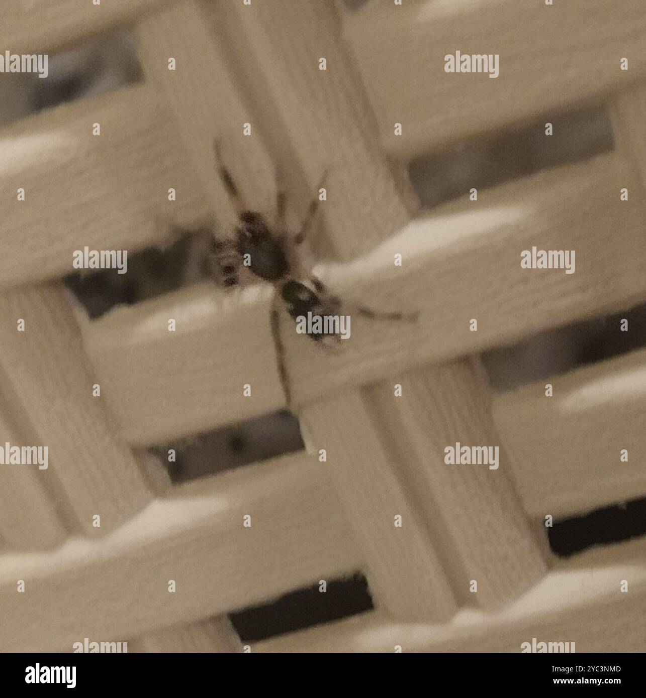 White-tailed Spiders (Lampona) Arachnida Stock Photo - Alamy
