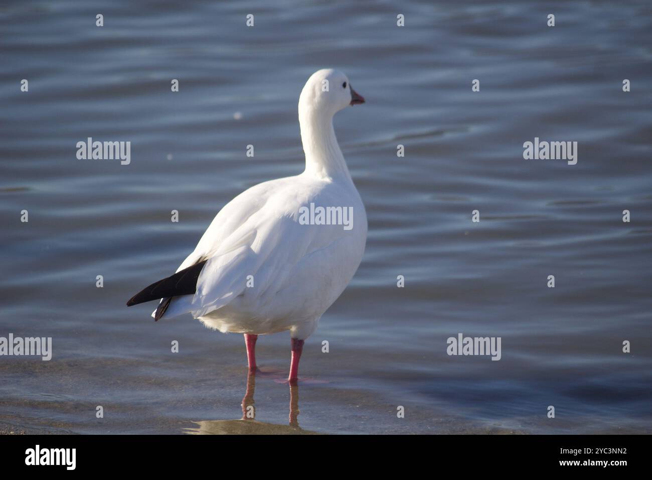 Ross's Goose (Anser rossii) Aves Stock Photo - Alamy