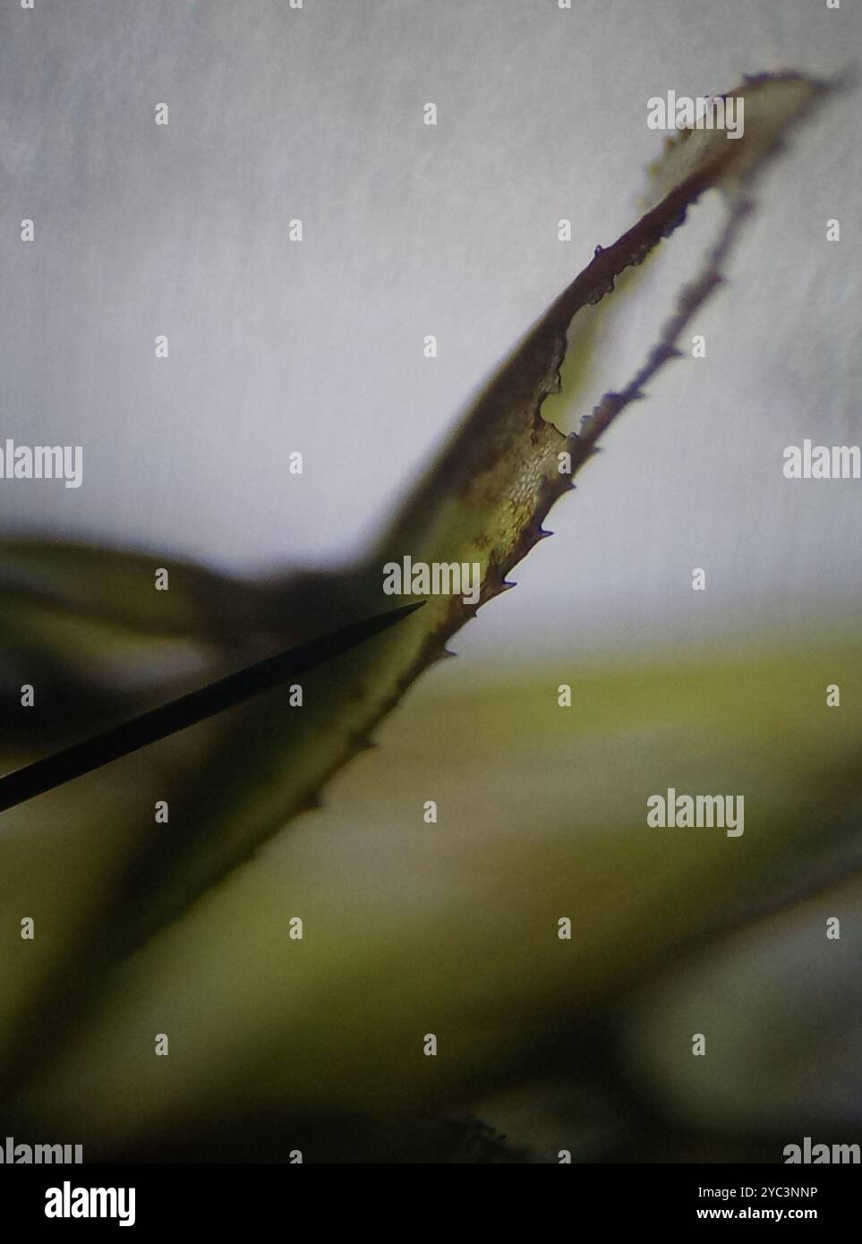 Horn Calcareous Moss (Mnium hornum) Plantae Stock Photo - Alamy