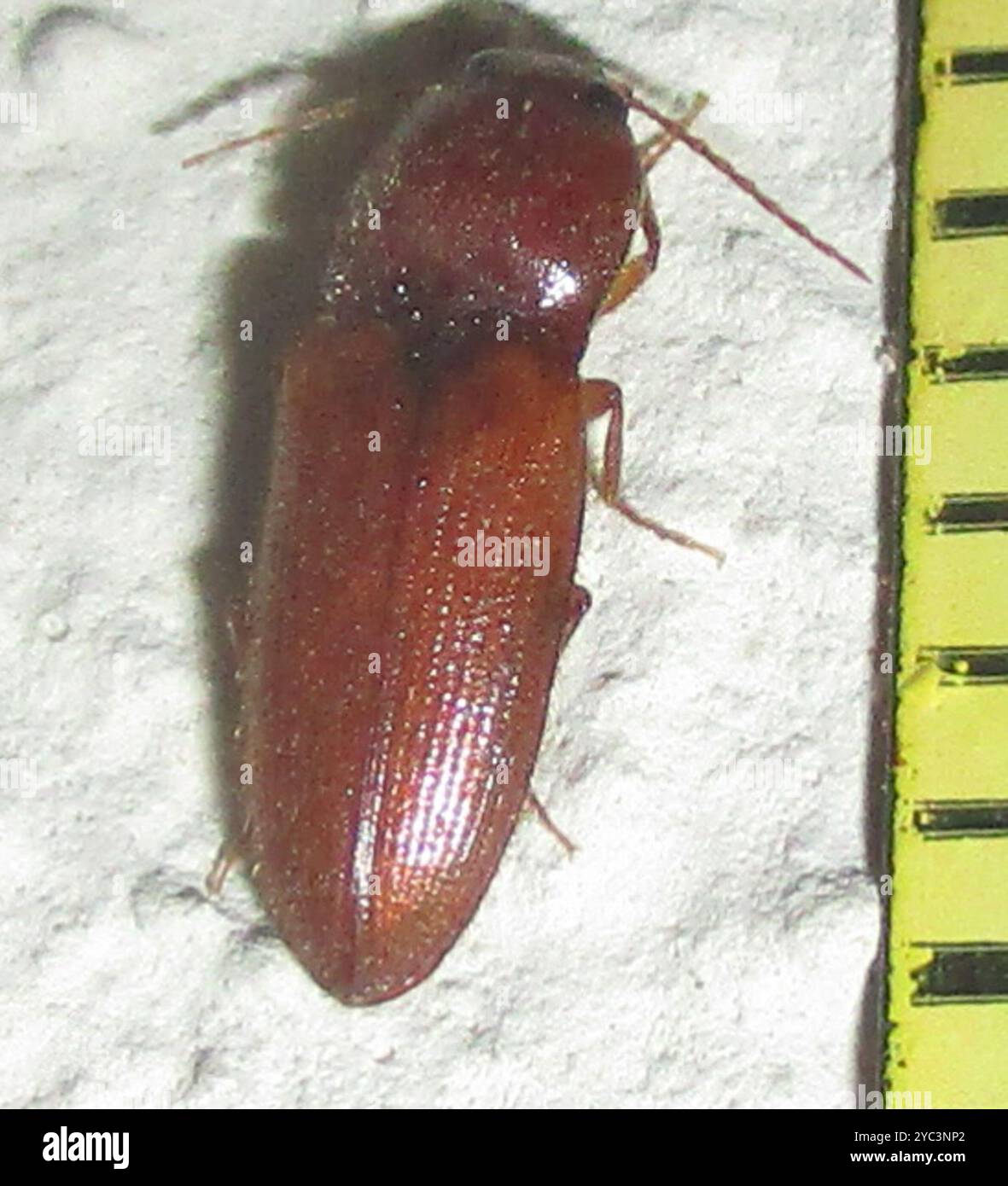 Click Beetles (Elateridae) Insecta Stock Photo - Alamy