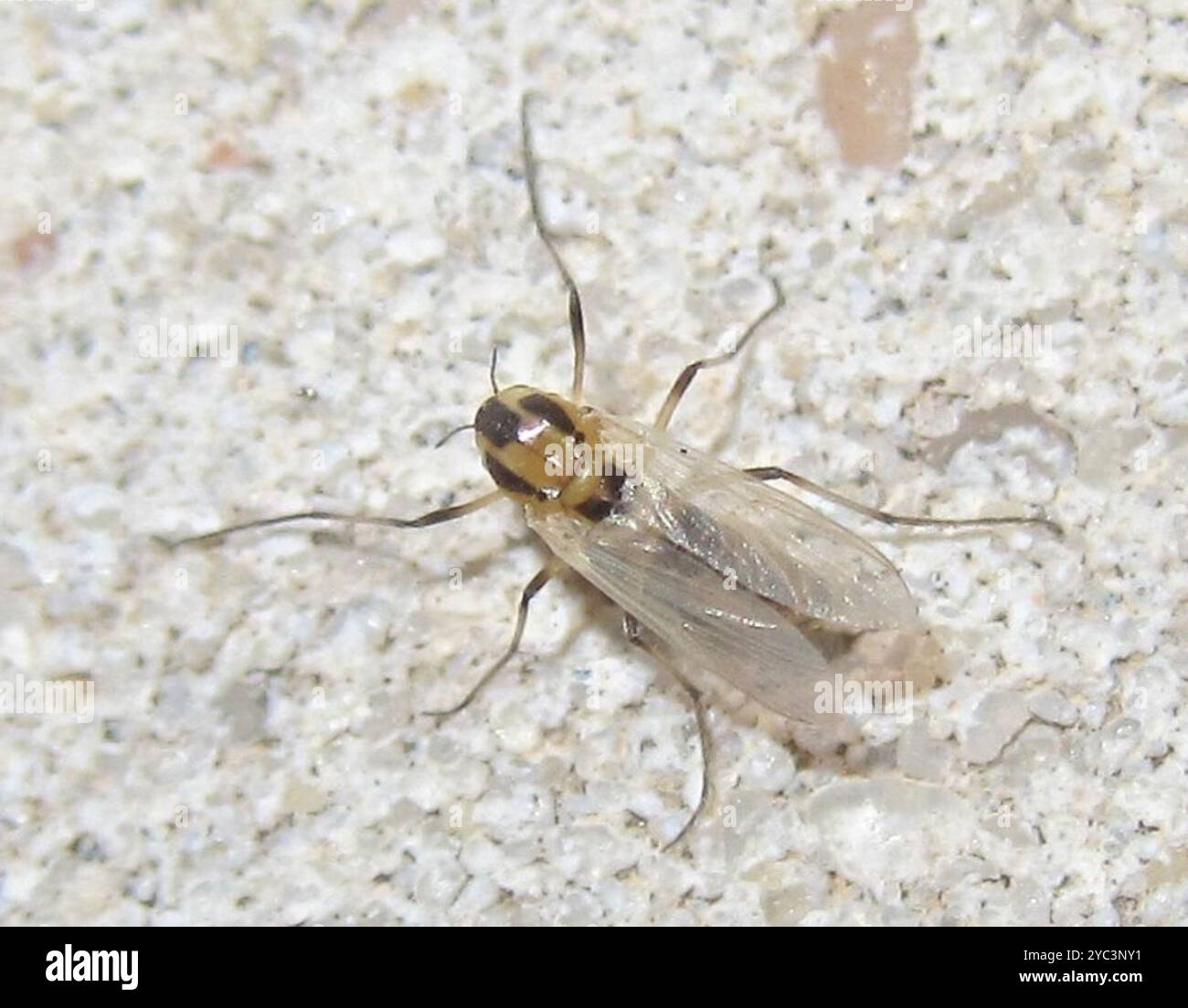 Non-biting Midges (Chironomidae) Insecta Stock Photo - Alamy