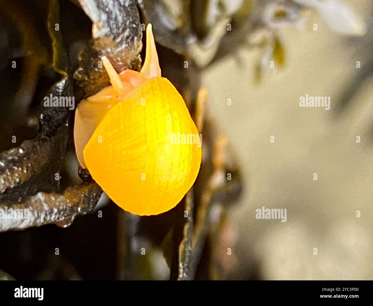 Flat Periwinkle (Littorina obtusata) Mollusca Stock Photo - Alamy