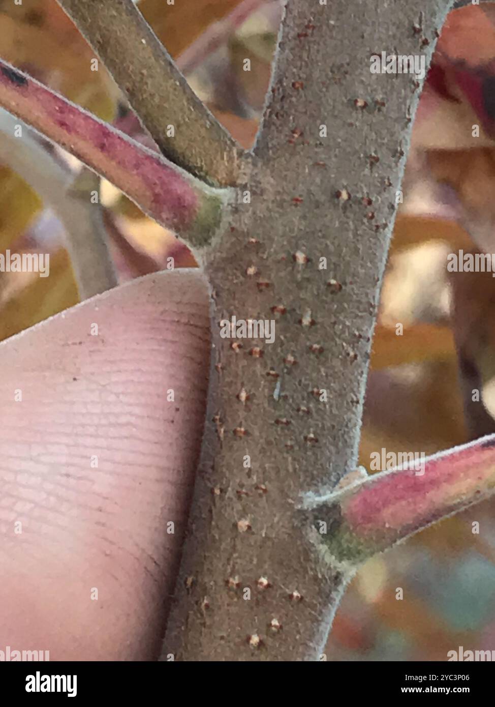 Prairie flameleaf sumac (Rhus lanceolata) Plantae Stock Photo - Alamy