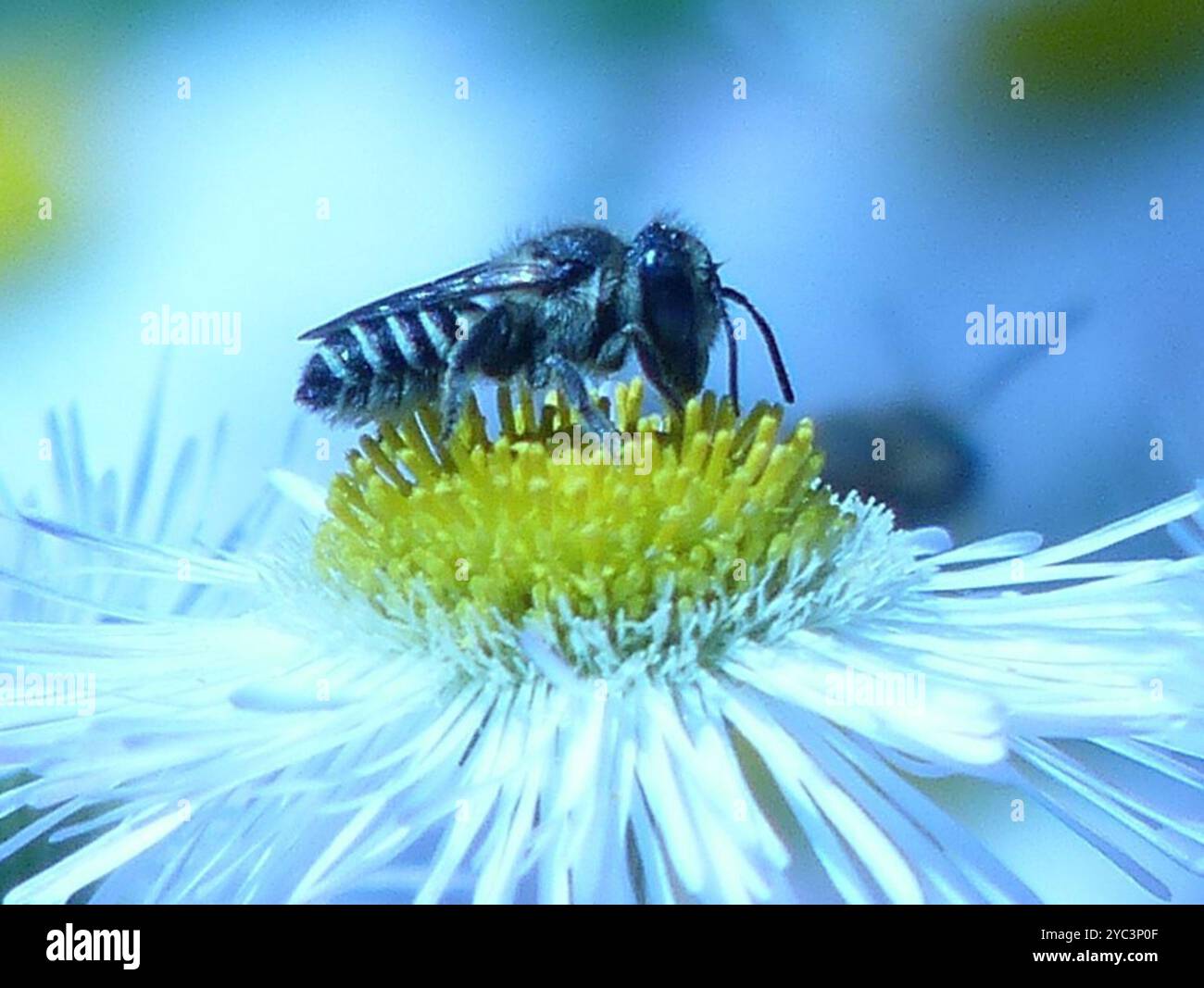 Alfalfa Leafcutter Bee (Megachile rotundata) Insecta Stock Photo - Alamy