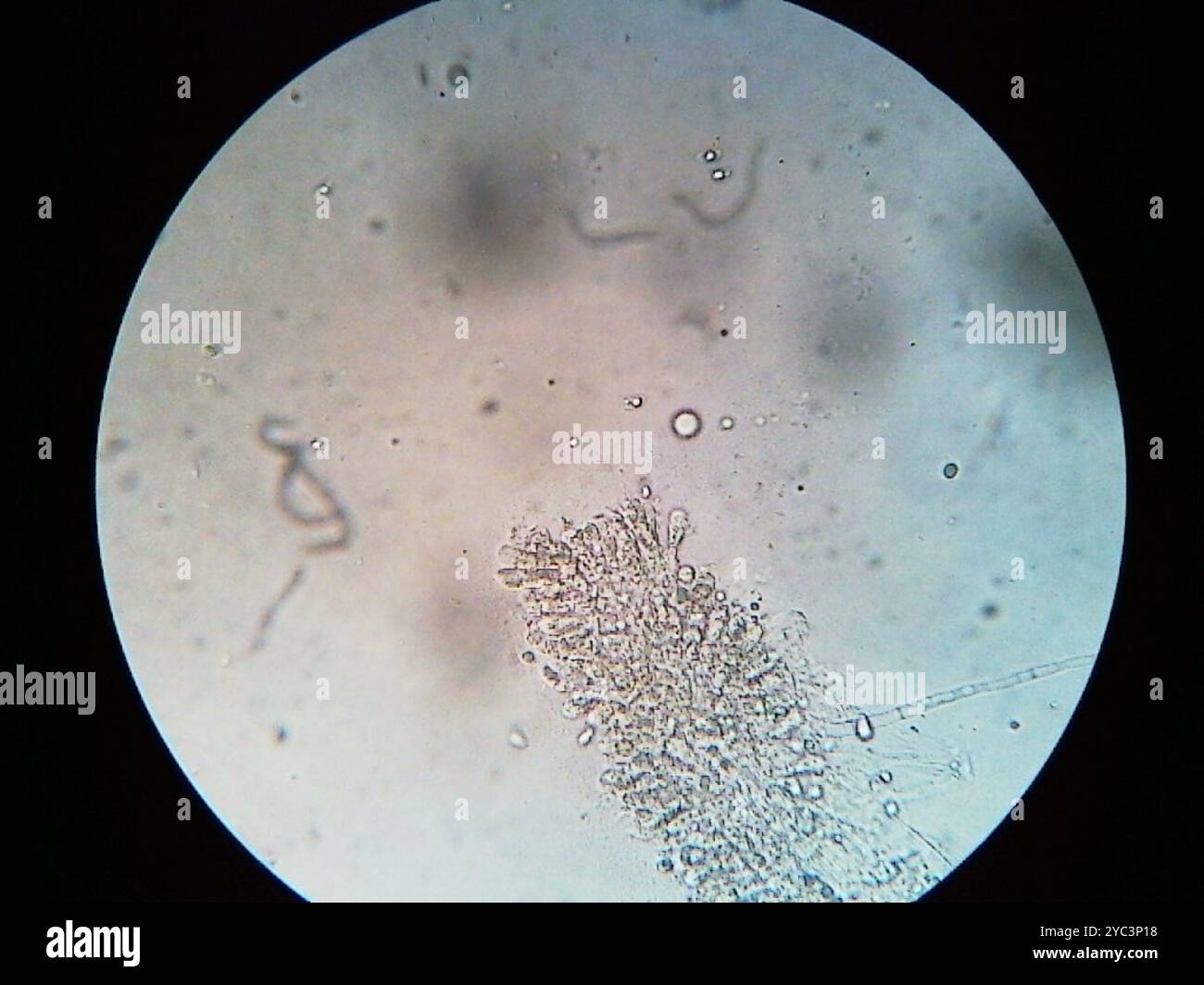 Iodine Bonnet (Mycena filopes) Fungi Stock Photo - Alamy