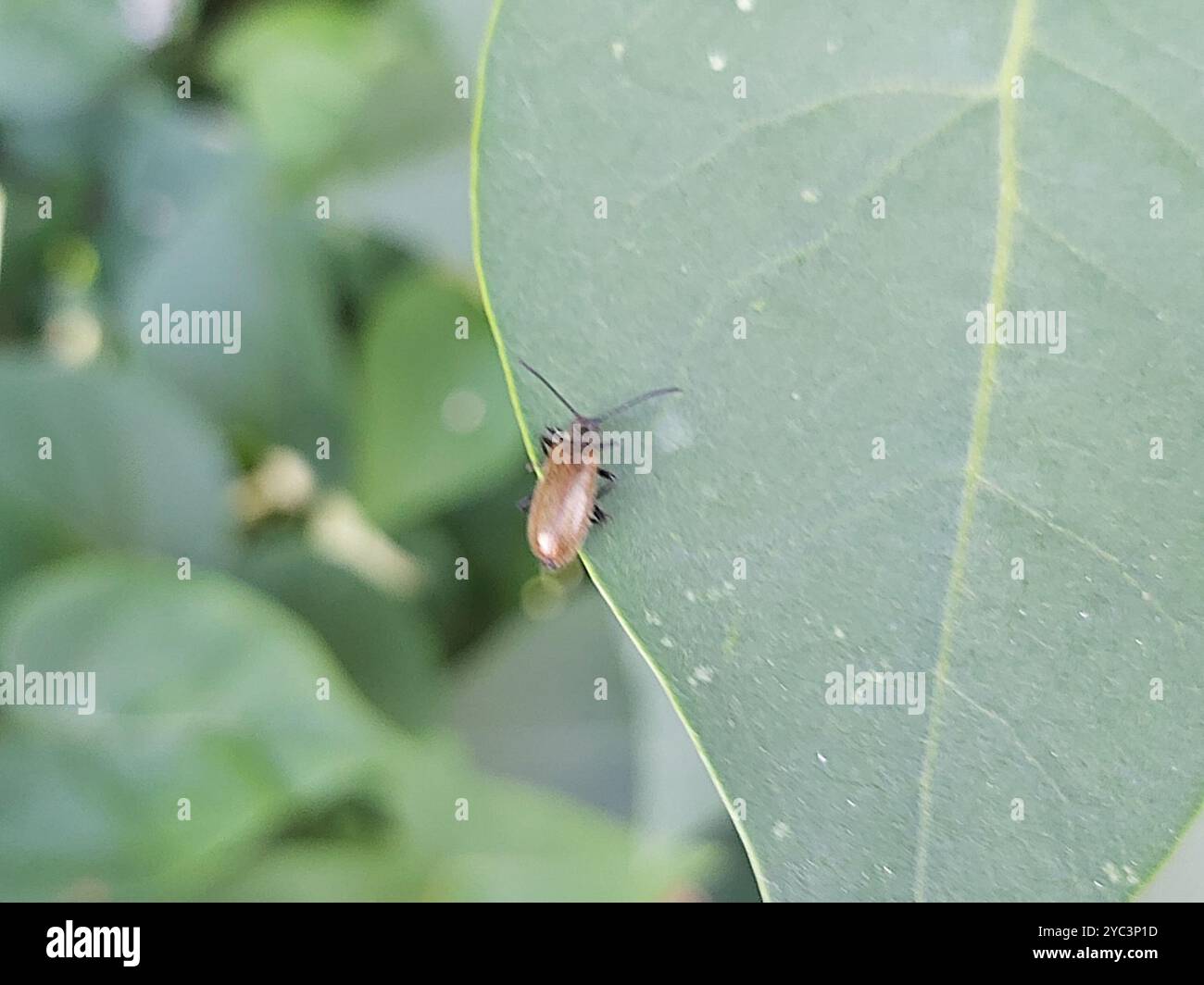 Rough-haired Lagria Beetle (Lagria hirta) Insecta Stock Photo - Alamy