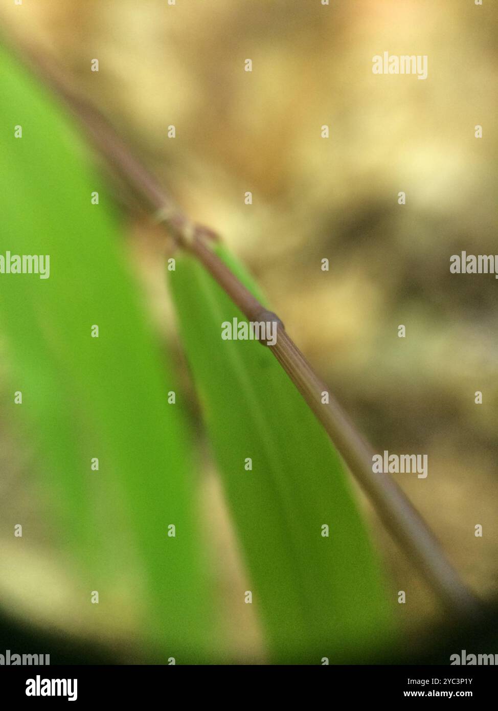 drooping woodreed (Cinna latifolia) Plantae Stock Photo - Alamy