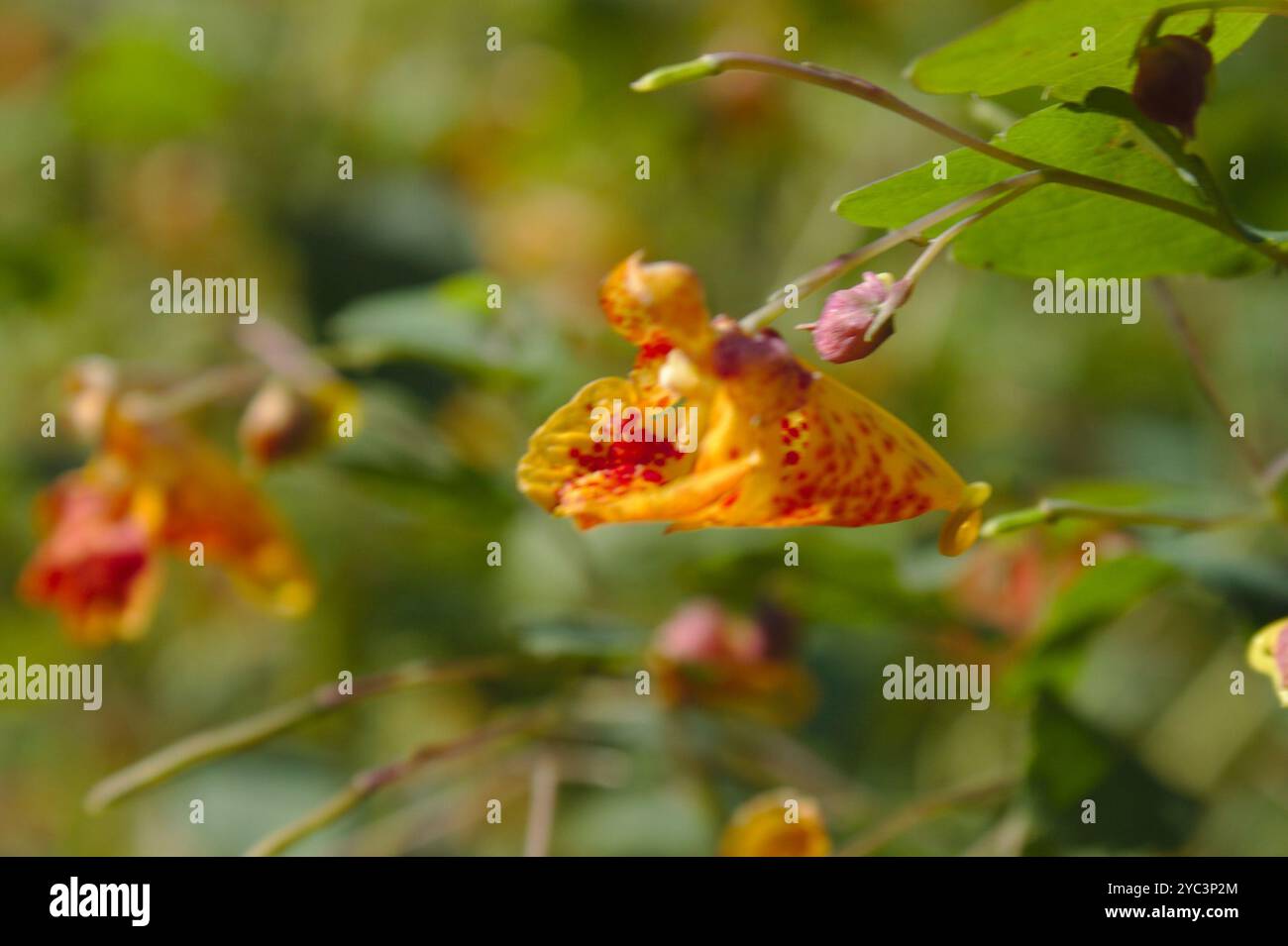 common jewelweed (Impatiens capensis) Plantae Stock Photo - Alamy