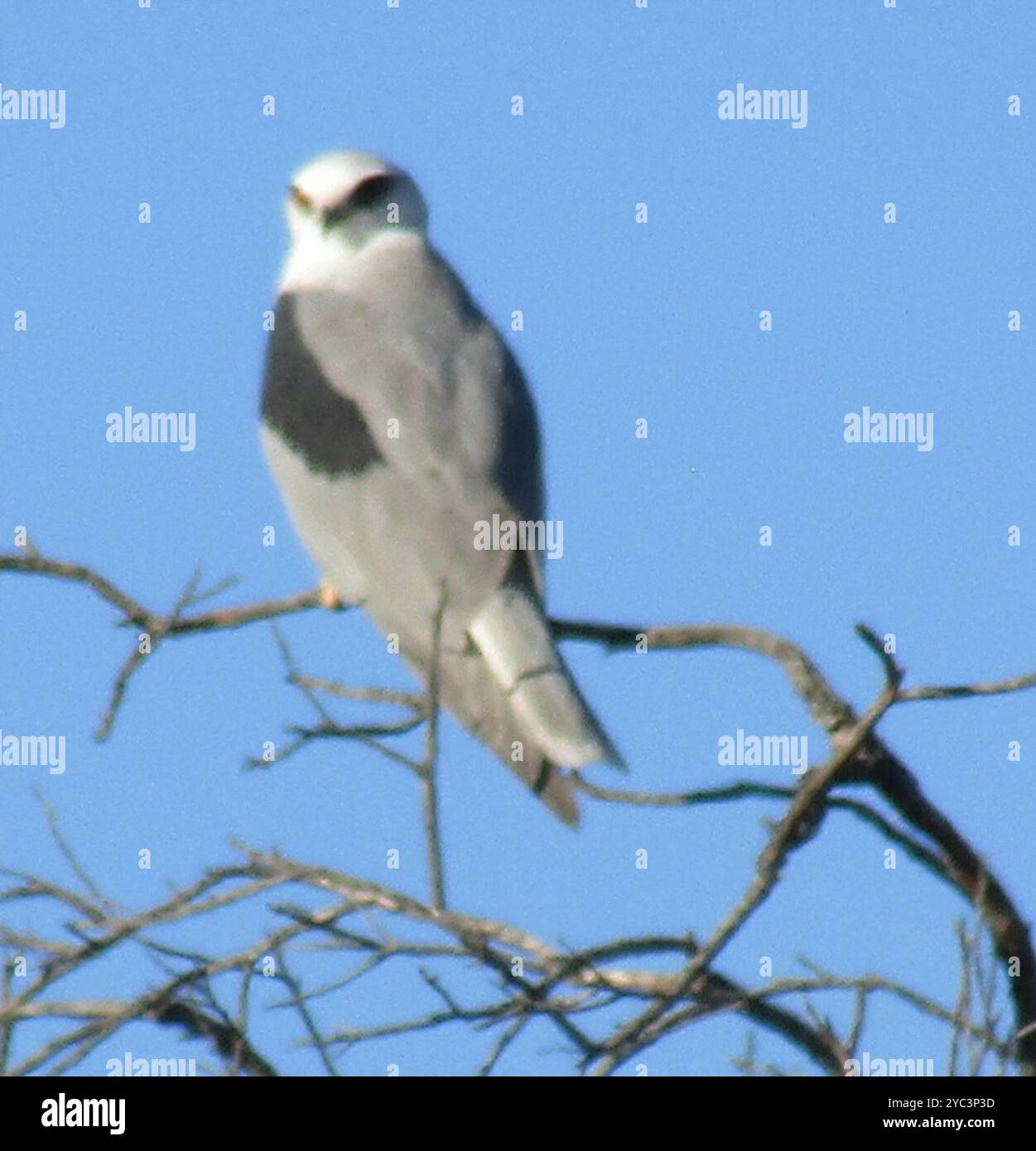 White-tailed Kite (Elanus leucurus) Aves Stock Photo - Alamy