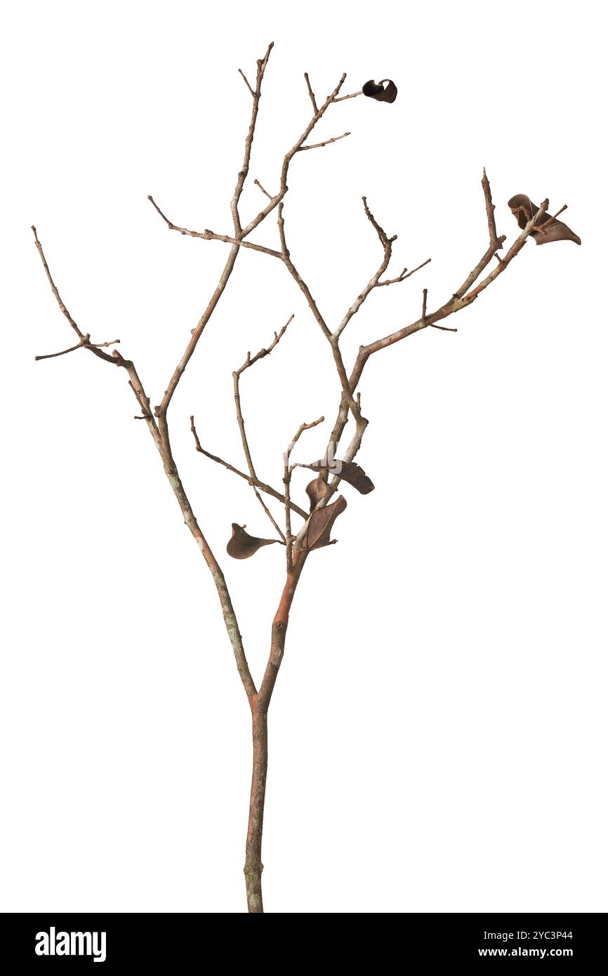 dried discolored and dehydrated leaves on tree branch due to drought ...