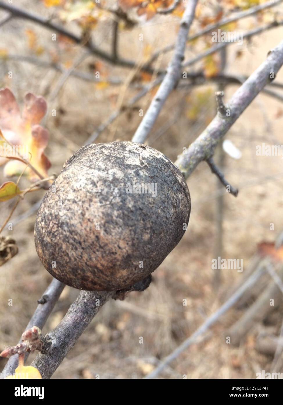 California Gall Wasp (Andricus quercuscalifornicus) Insecta Stock Photo ...