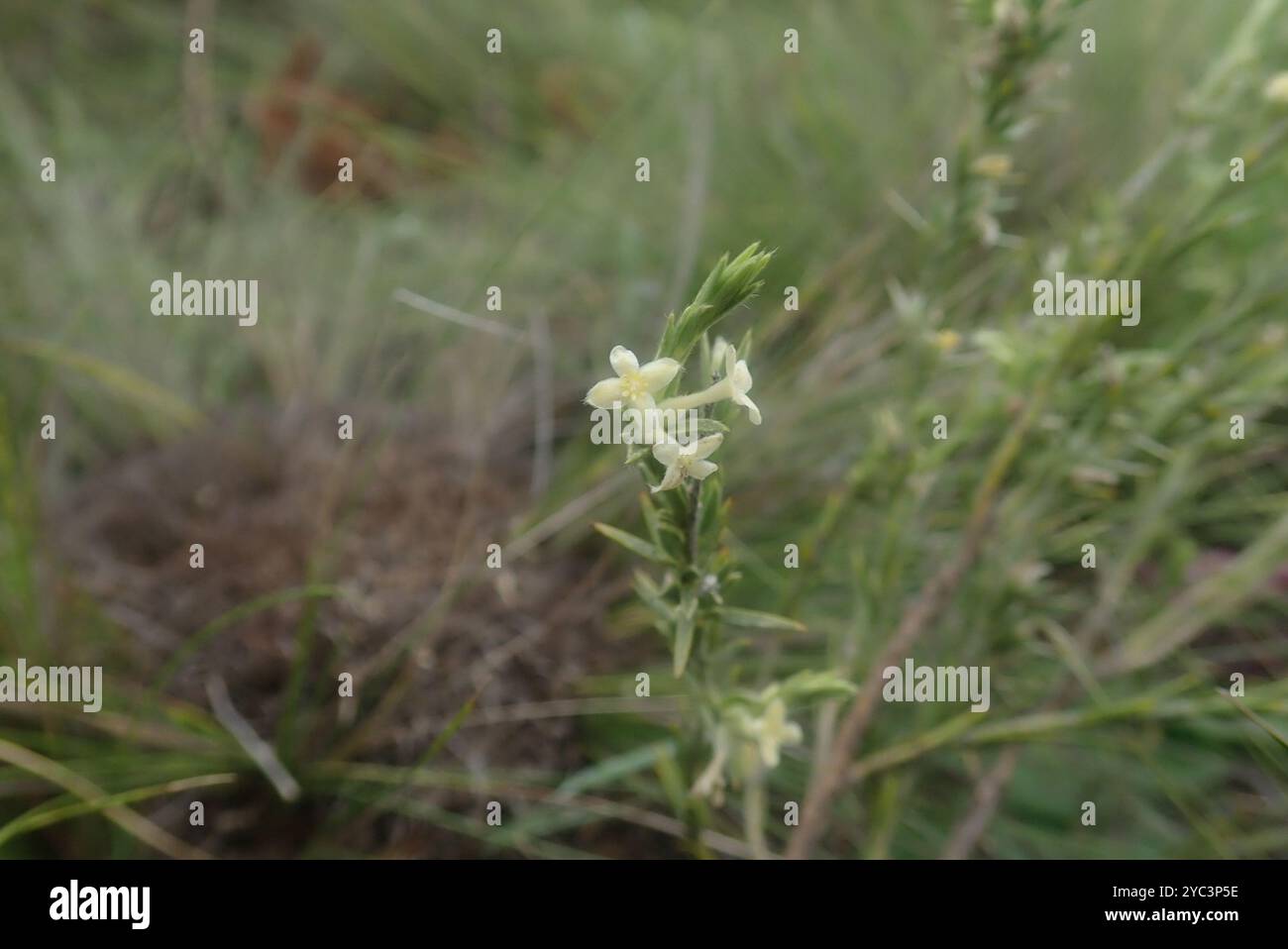 flowering plants (Angiospermae) Plantae Stock Photo - Alamy