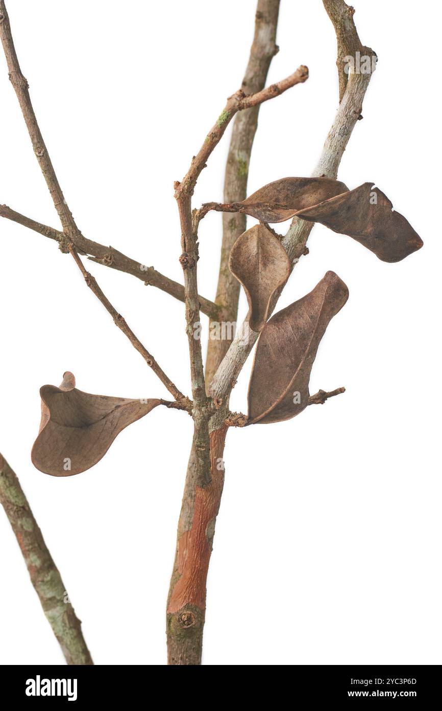 Impact heat tree leaves hi-res stock photography and images - Alamy