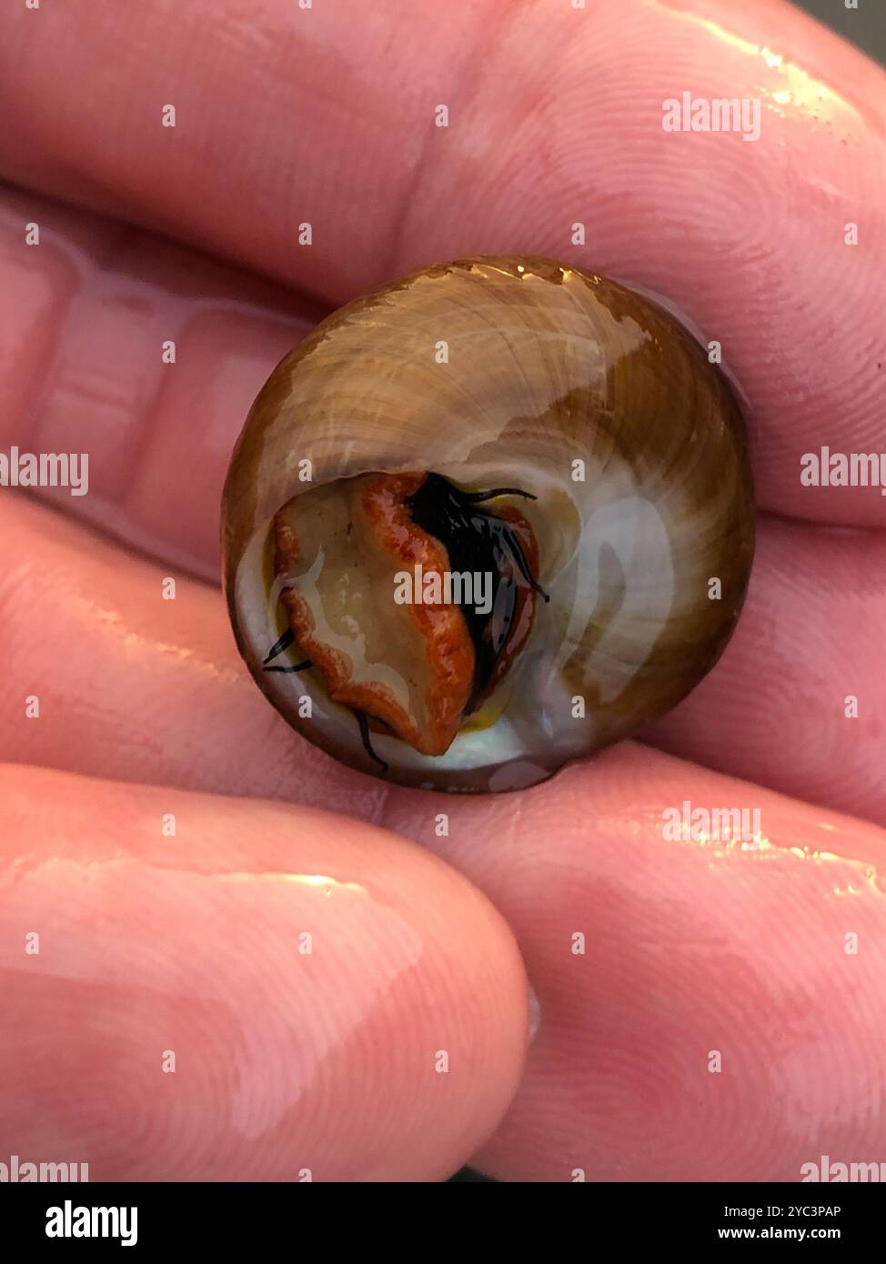 Brown Tegula (Tegula brunnea) Mollusca Stock Photo - Alamy
