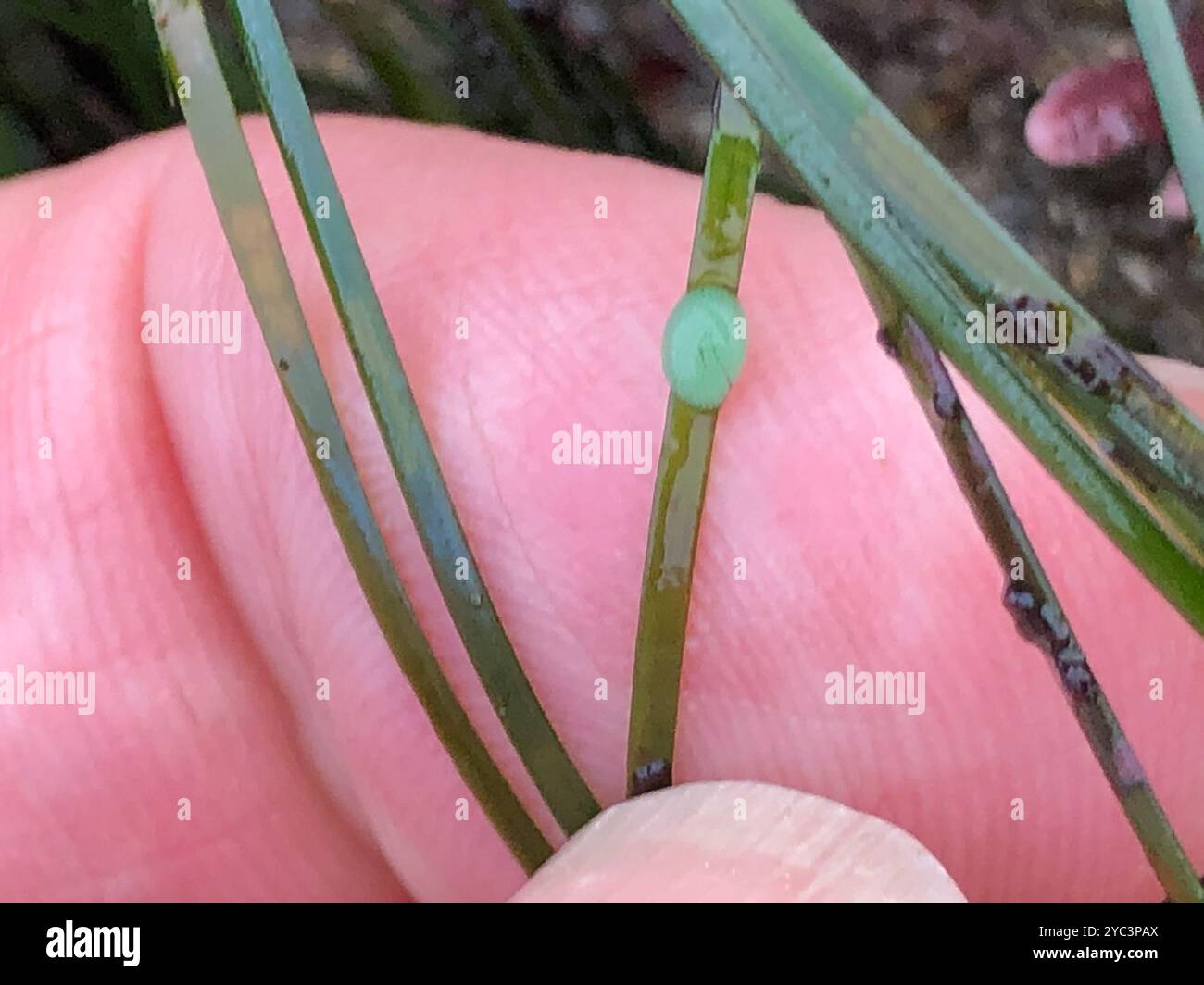 Lacuna Snails (Lacuna) Mollusca Stock Photo - Alamy