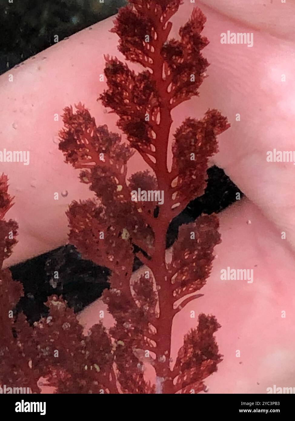 Sea Comb (Plocamium cartilagineum) Plantae Stock Photo - Alamy