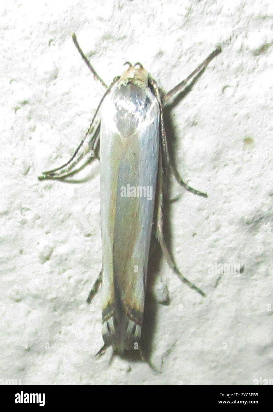 Twirler Moths (Gelechiidae) Insecta Stock Photo - Alamy