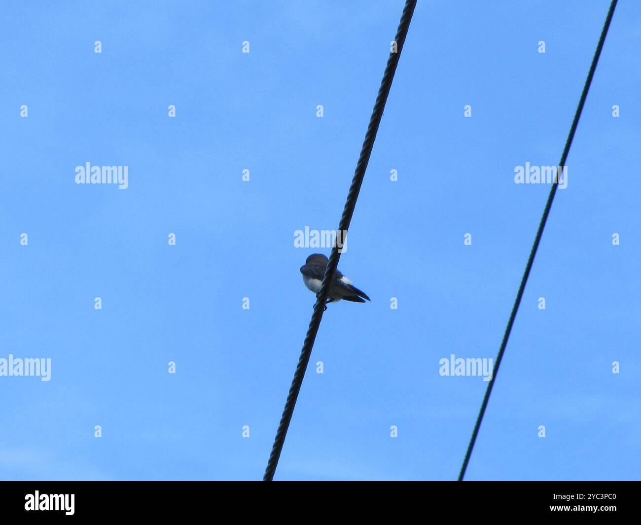 White-breasted Woodswallow (Artamus leucorynchus) Aves Stock Photo - Alamy