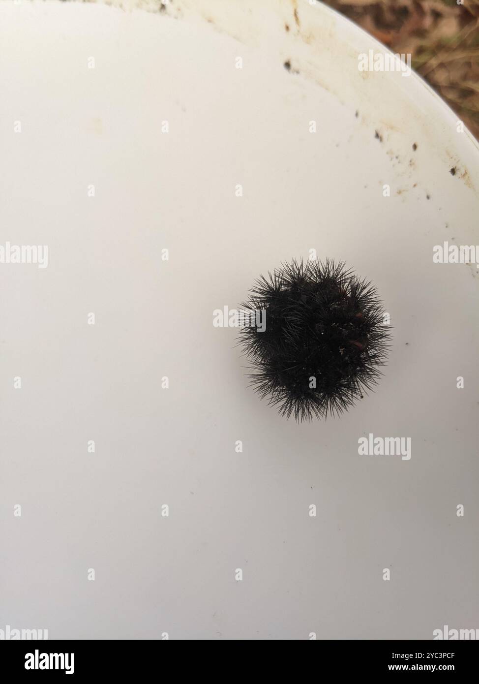 Giant Leopard Moth (Hypercompe scribonia) Insecta Stock Photo - Alamy