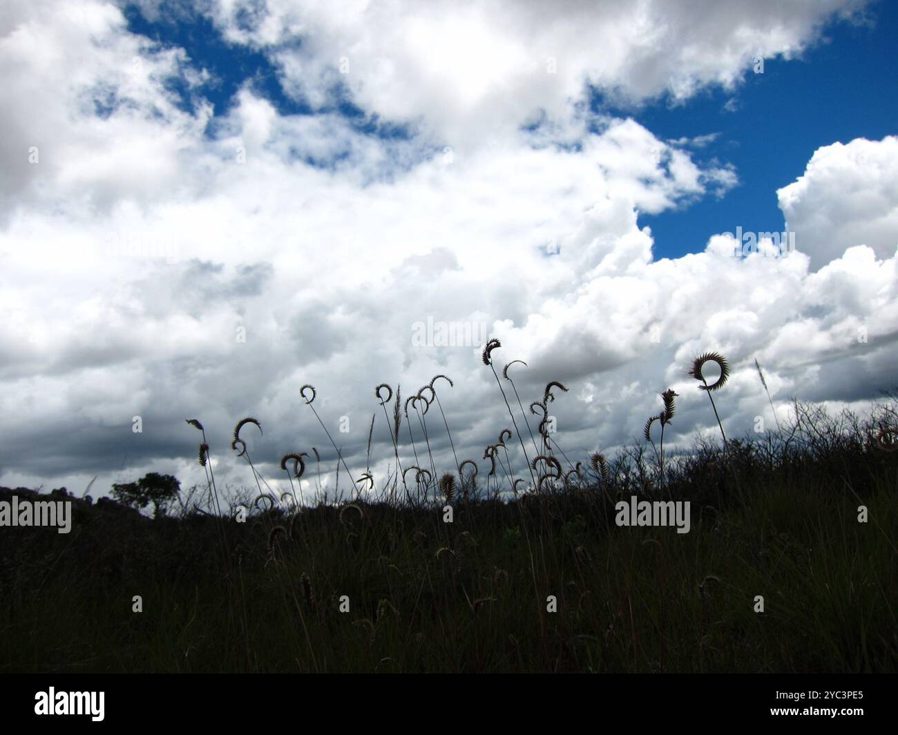 Sickle Grass (Ctenium concinnum) Plantae Stock Photo - Alamy