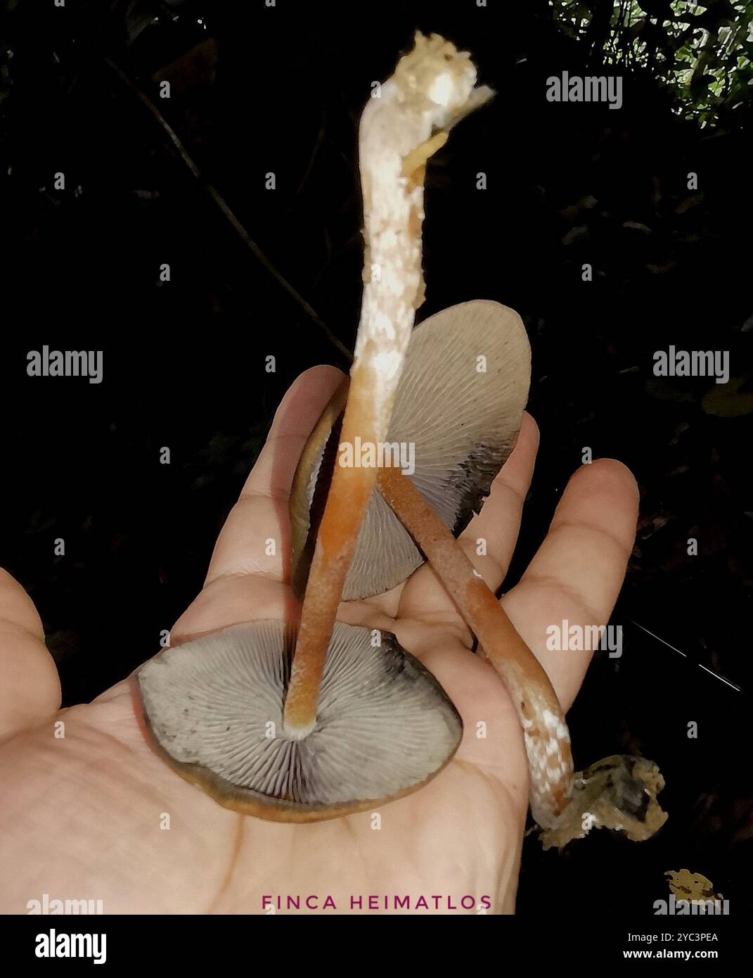 (Psilocybe caerulescens) Fungi Stock Photo - Alamy