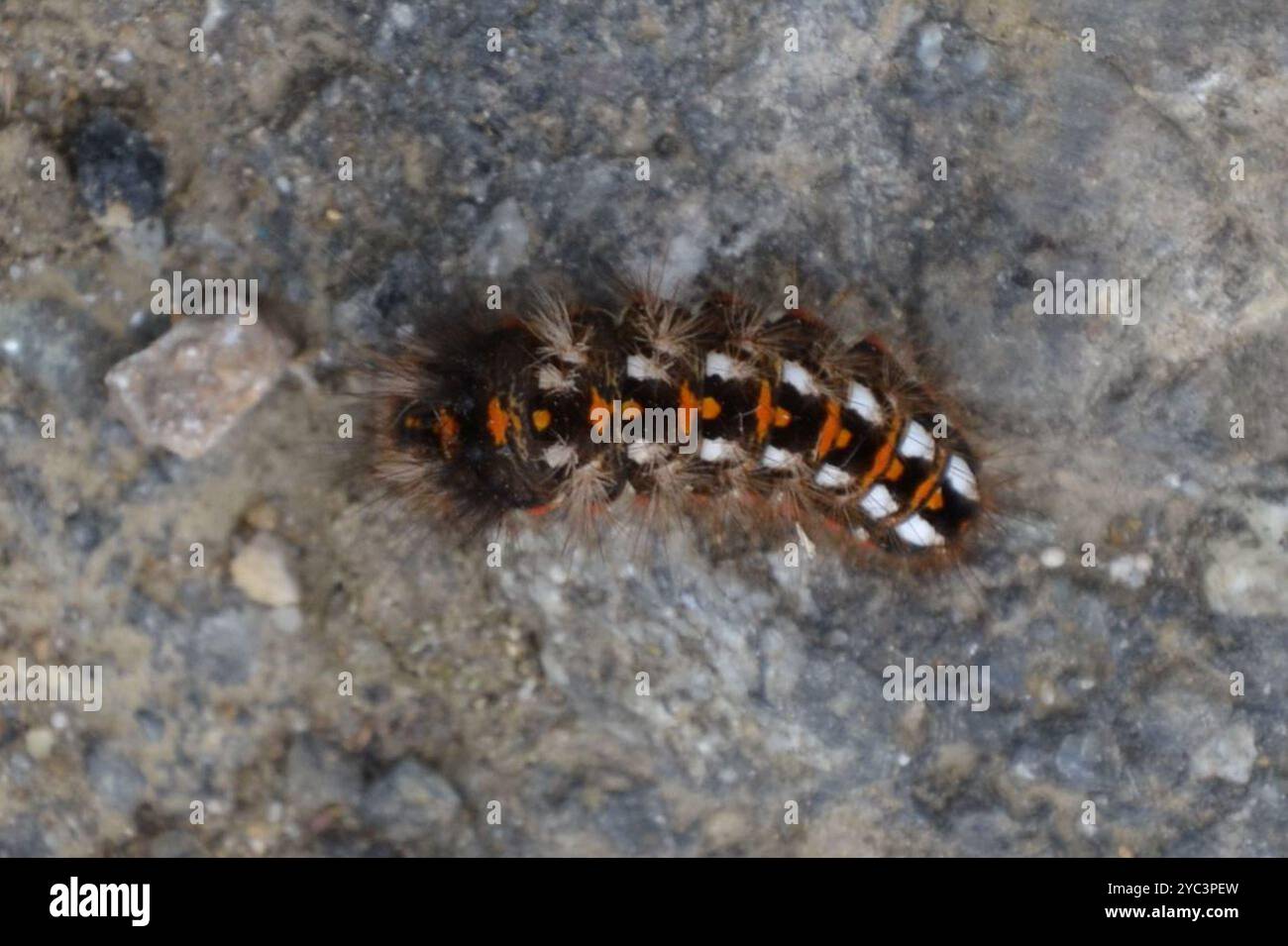 Knot Grass Moth (Acronicta rumicis) Insecta Stock Photo - Alamy