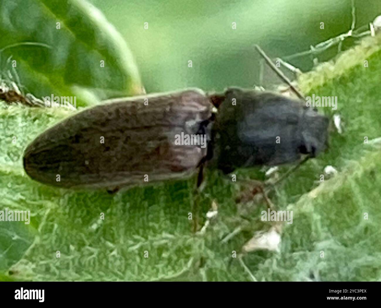 common brown click beetle (Athous haemorrhoidalis) Insecta Stock Photo ...