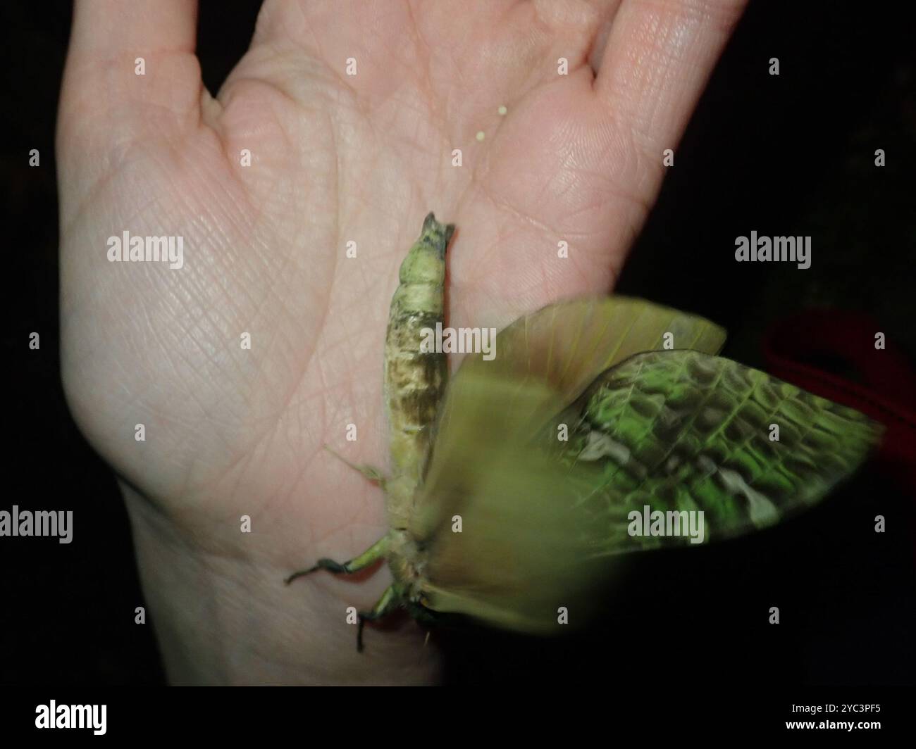 Puriri moth (Aenetus virescens) Insecta Stock Photo - Alamy