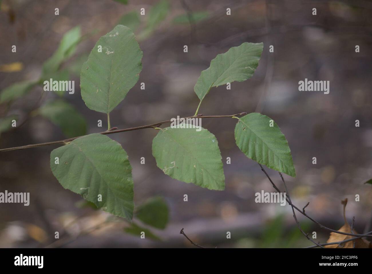 white alder (Alnus rhombifolia) Plantae Stock Photo - Alamy